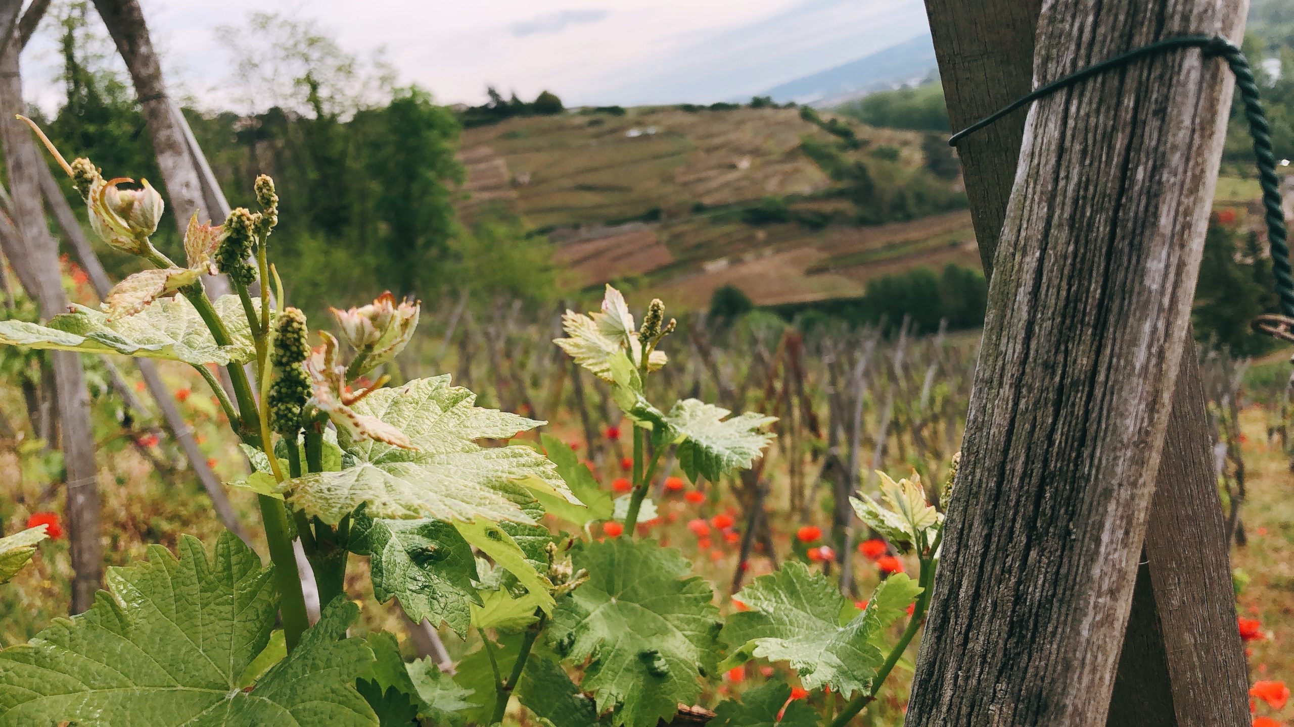 Condrieu Bassenon - Dans les vignes le 4 mai - Domaine Guy Bernard